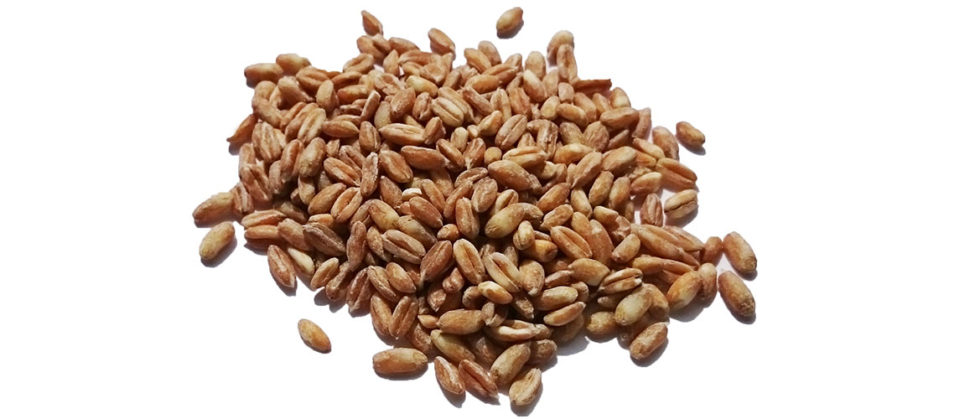 PEARLED SPELT | Demos Ciclitira